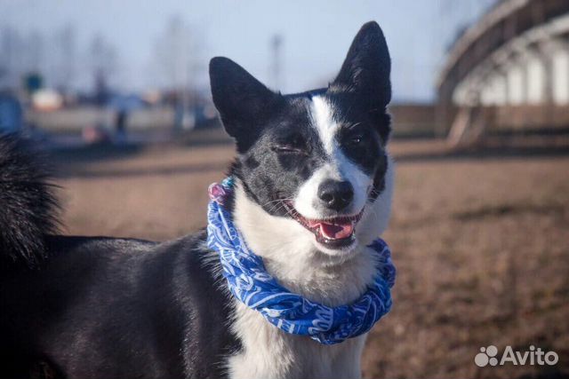 Лайка в добрые руки ответственных людей