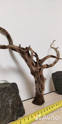 Коряга яблоня