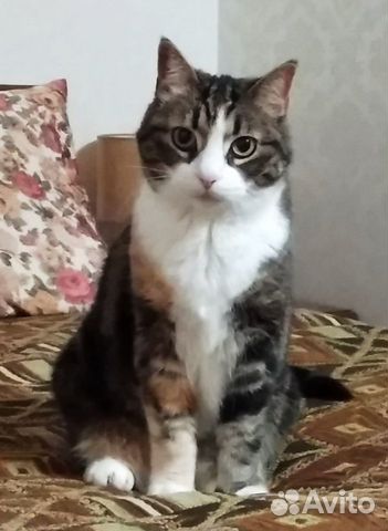 Ищет дом красавица Ириска