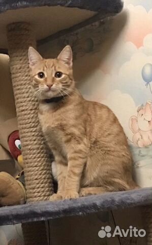 Рыжик котик Кузенька 8,5 месяцев в добрые руки