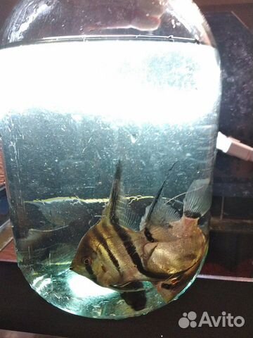 Продаются рыбки аквариумные (пресноводные)
