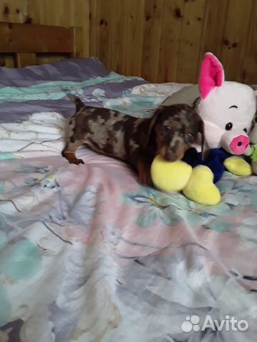 Мраморные мини таксы