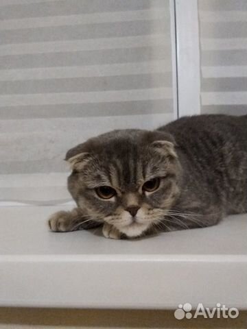 Шотландская кошечка Мэгги