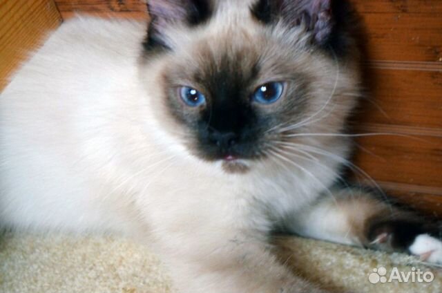 Девочка котенок регдолл(ragdoll, тряпичная кукла)