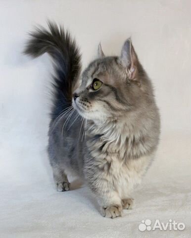 Кинкалошечка Дейзи