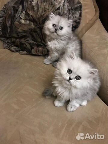 Котята длинношерстных британцы. Родились 20.12.201