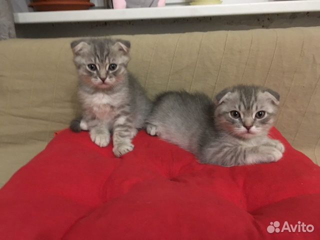 Чистокровные шотландские котята