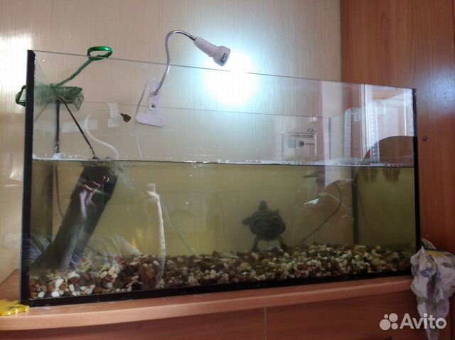 Красноухая черепаха с приданным