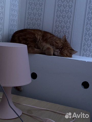 Кошечка ищет экзота