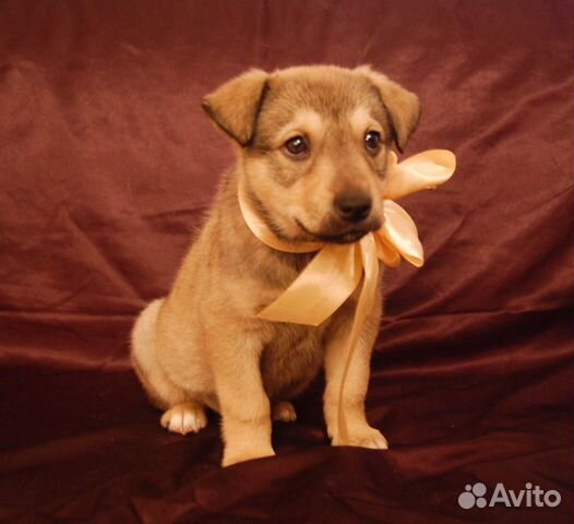 Малышка Эльза ищет дом