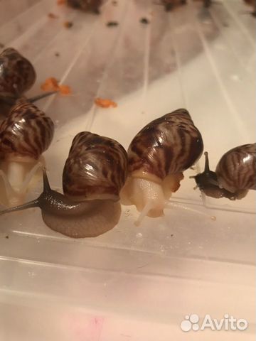 Улитята Ахатина