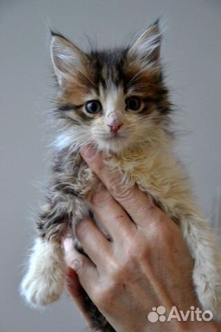 Трехцветный котенок мальчик с кисточками на ушках
