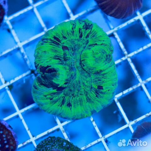 Трахифилия зеленая - коралл для морского аквариума