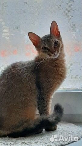 Красавица кошечка ищет своего первого жениха