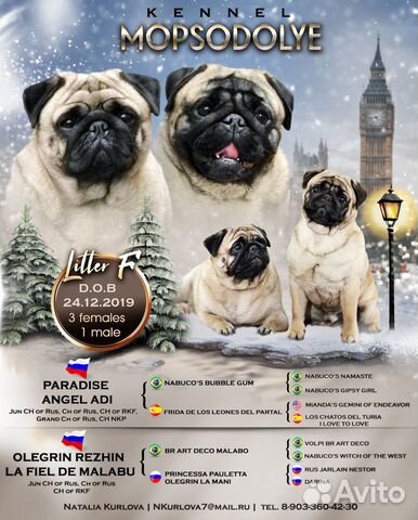 Высокопородные щенки породы мопса