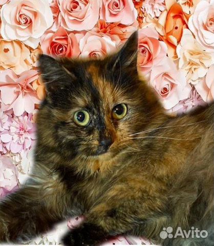 Веснушка ищет дом