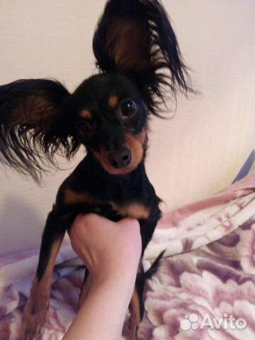 Ищем подругу