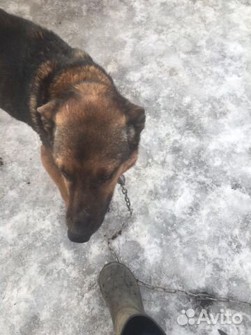 Очень нуждается в ответственном хозяине