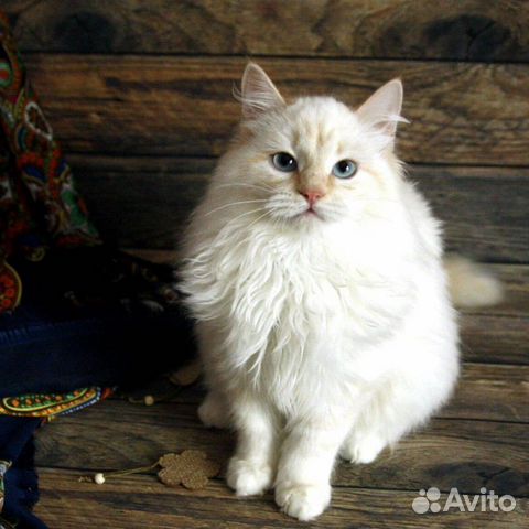 Котенок из питомника
