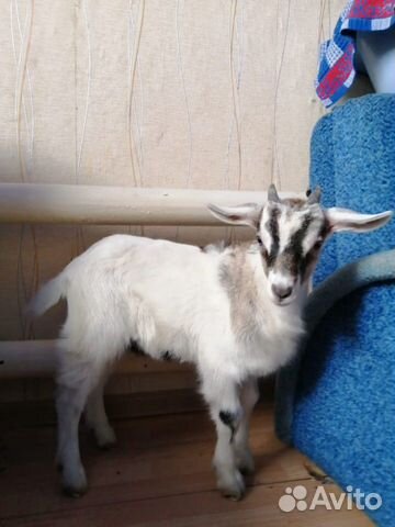 Козлята нубийские и альпийские