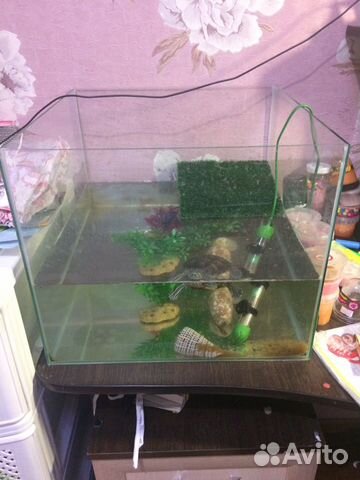 Черепашник