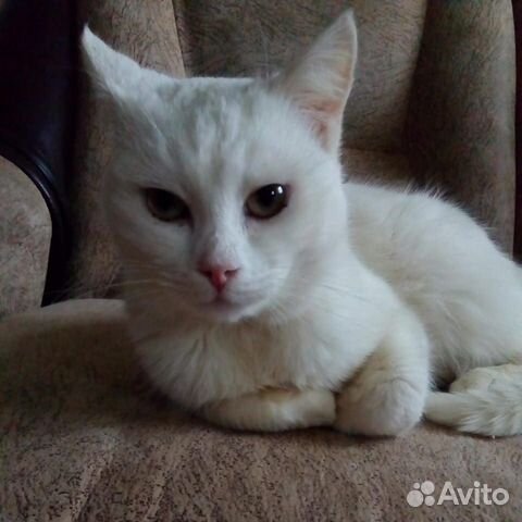 Турецкая ангора, белоснежный котик