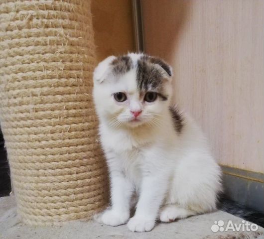 Сладкий шотландский мальчик