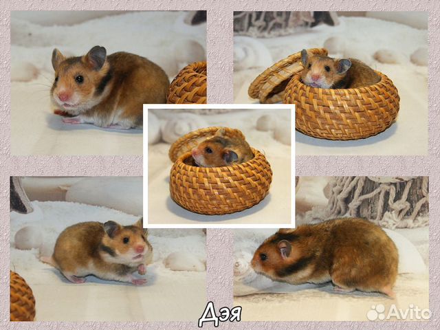 Сирийские хомячки
