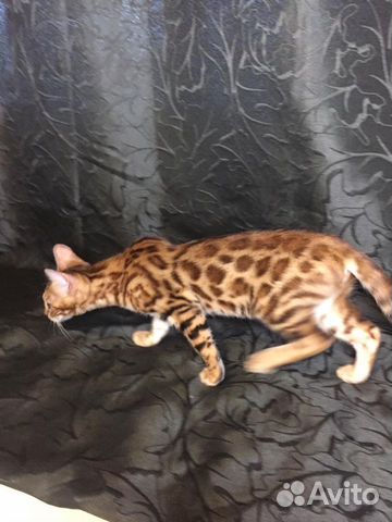 Бенгальская прелесть