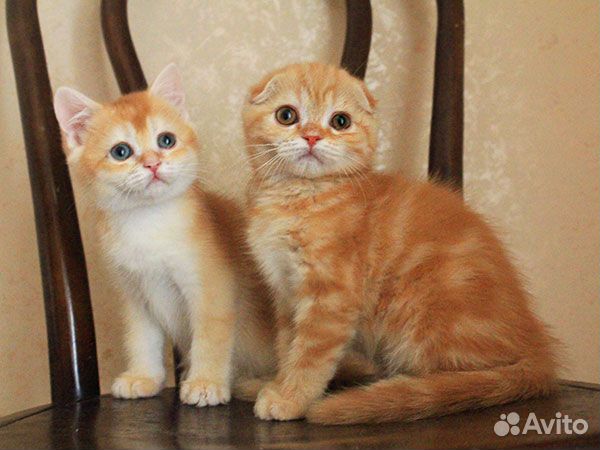 Огонёк - красный мраморный котик