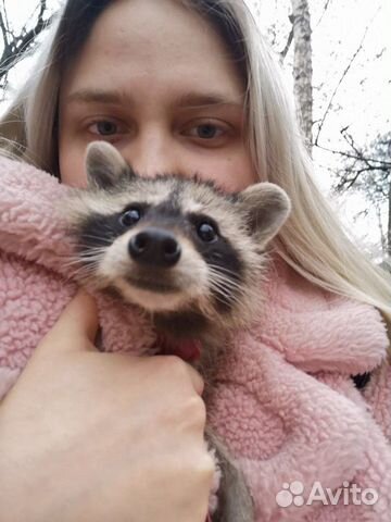 Ручной енот, девочка, 3 месяца