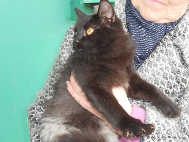 Кошечка ищет хозяина