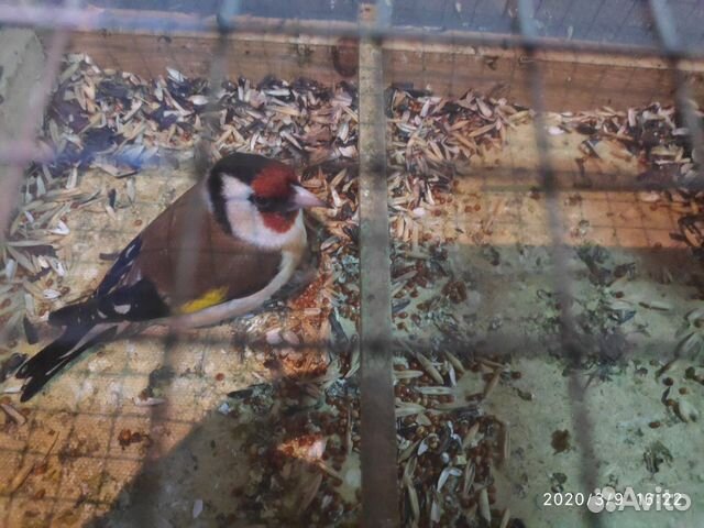 Продам Алтайских щеглов