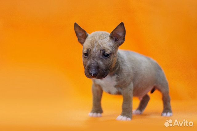 Щенки мини буля