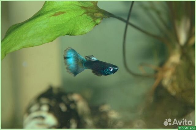 Продаются рыбки гуппи чистой линии