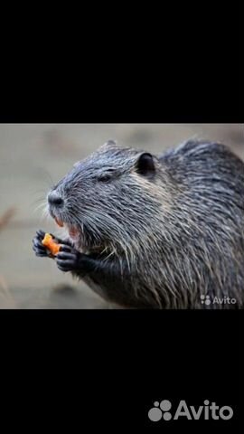 Нутрии 10-12 месячные и шкуры