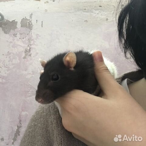 Декоративные крыски