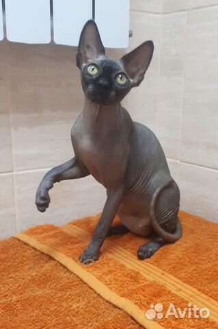 Две кошки канадского сфинкса в разведение