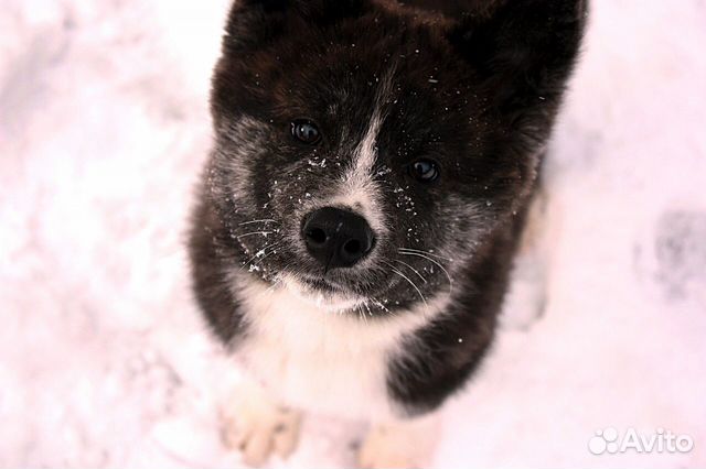 Яп. Акита прекрасная девчонка