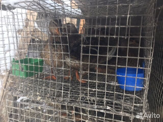 Подсадные кряквывсегда в Москве в Наличии