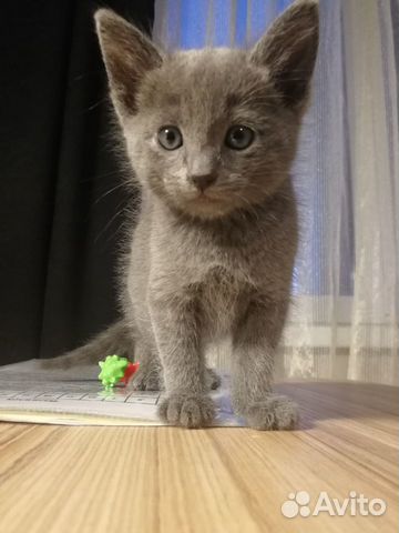 Котенок - мальчик Русская голубая