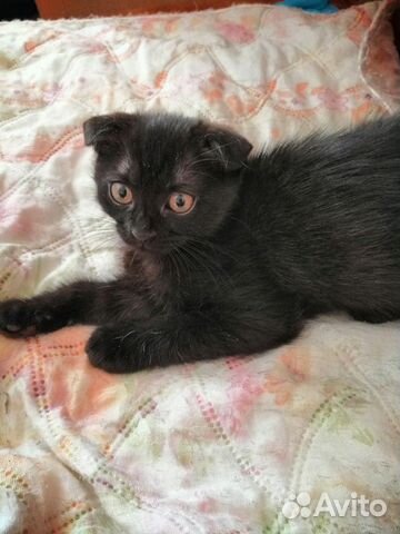 Шотландская