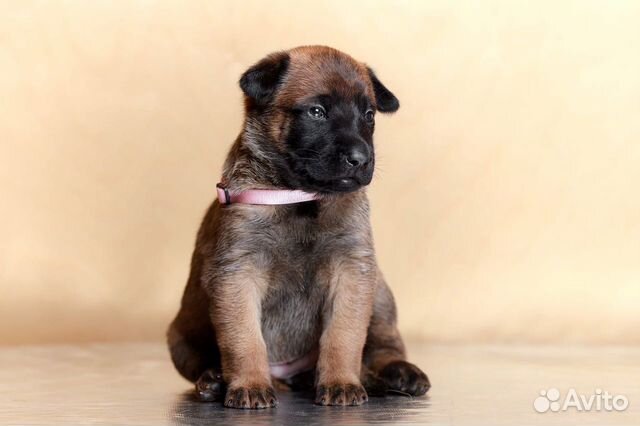 Бельгийская овчарка