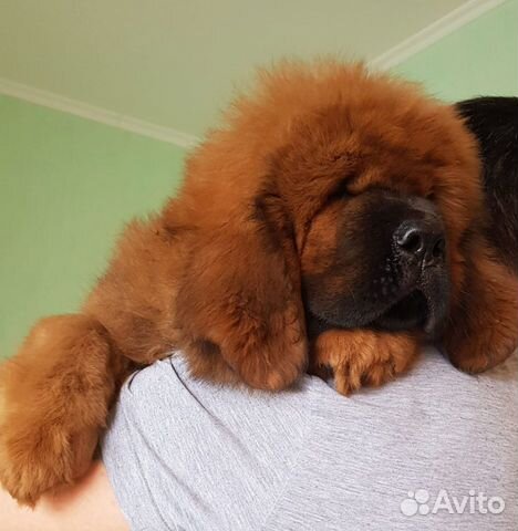 Мощные, лохматые тибетские мастифы,100 китай