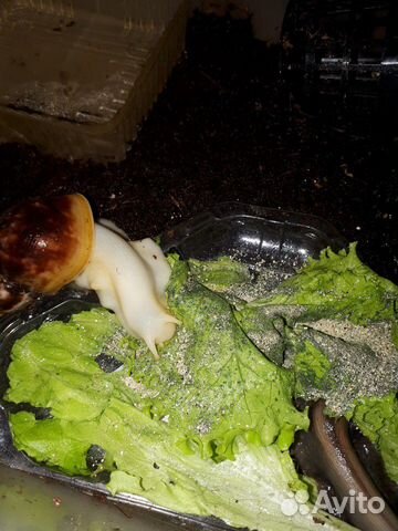 Улитка Ахатина