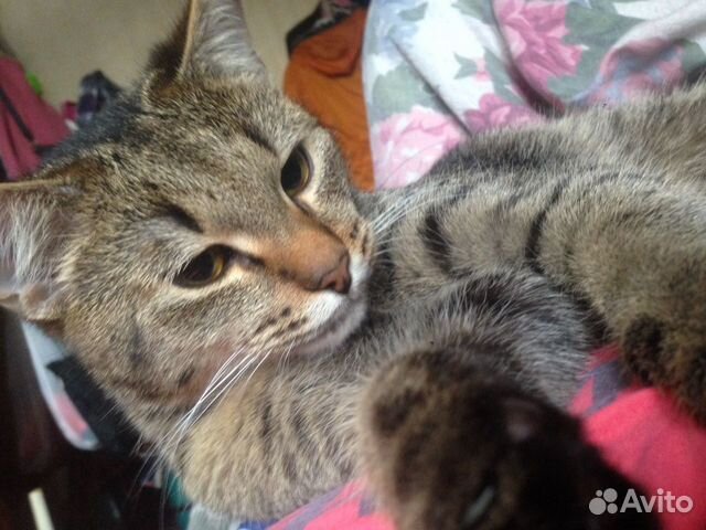 Котик (полгода)