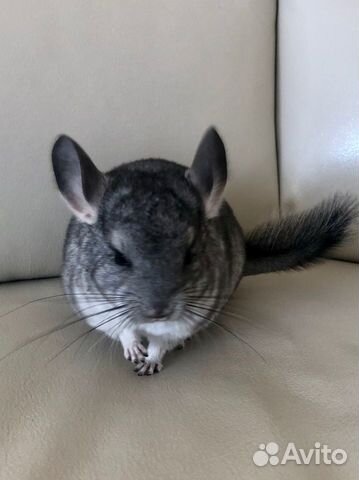 Шиншилла, девочка. Стандарт