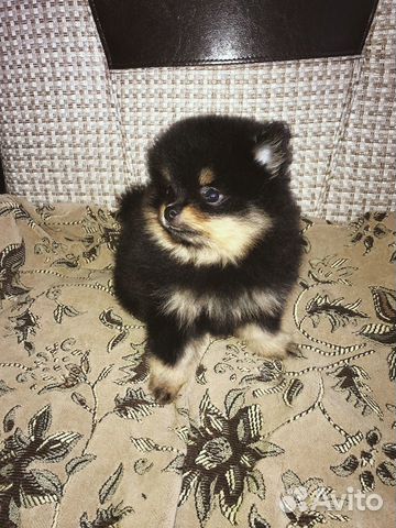 Щенок шпица,щенки немецкого шпица