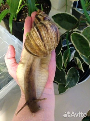 Улитка Ахатина ретикулята, Achatina reticulata