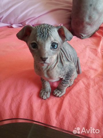 Котята украинский левкой